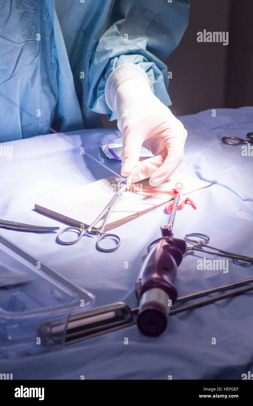 Knee tendon and ligament repair surgery in hospital operating theater ...