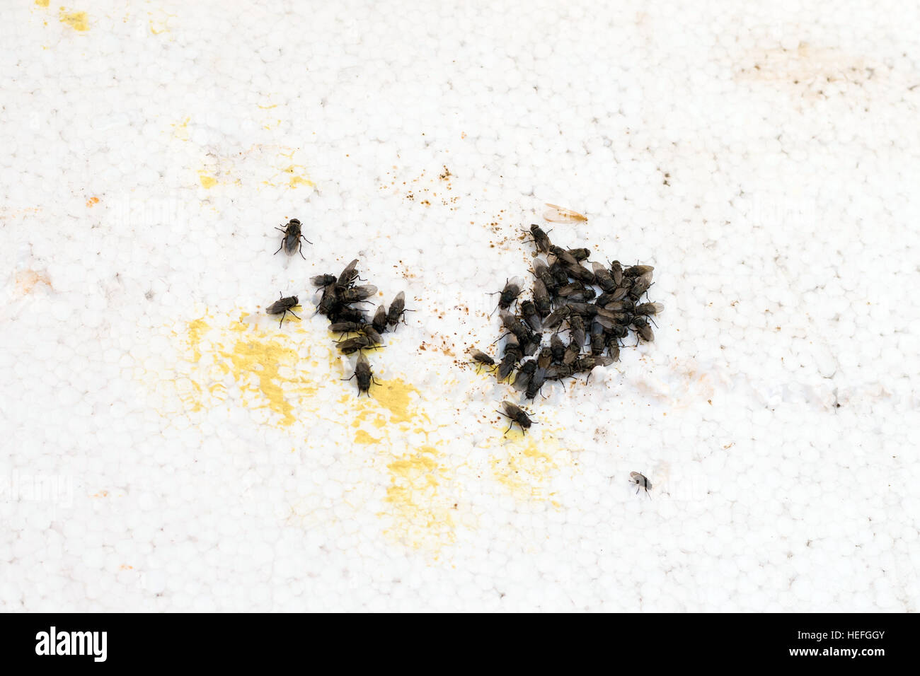 Hibernating insects hi-res stock photography and images - Alamy