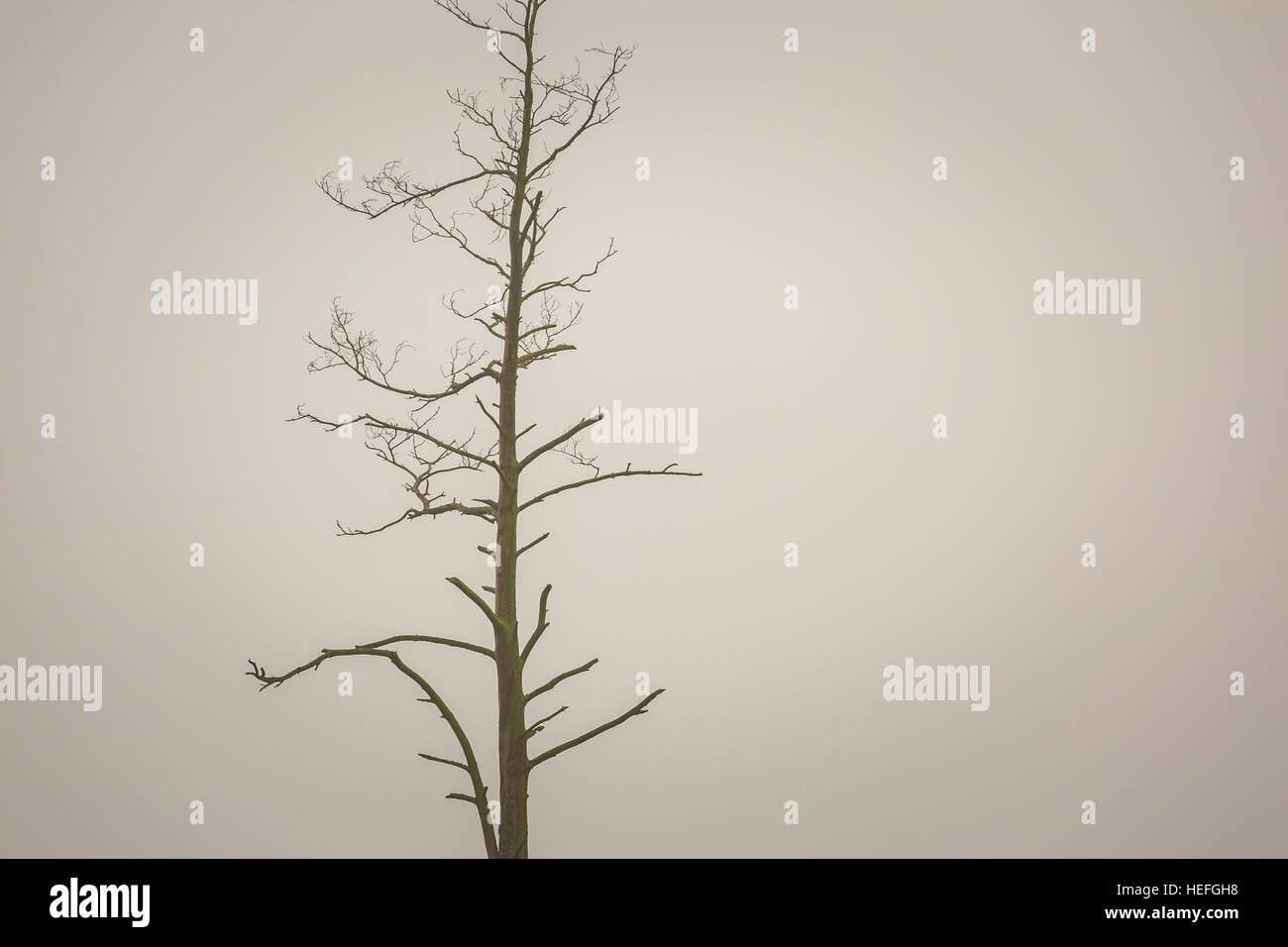 Dead tree trunk on foggy sky background. Sad autumnal tree Stock Photo ...