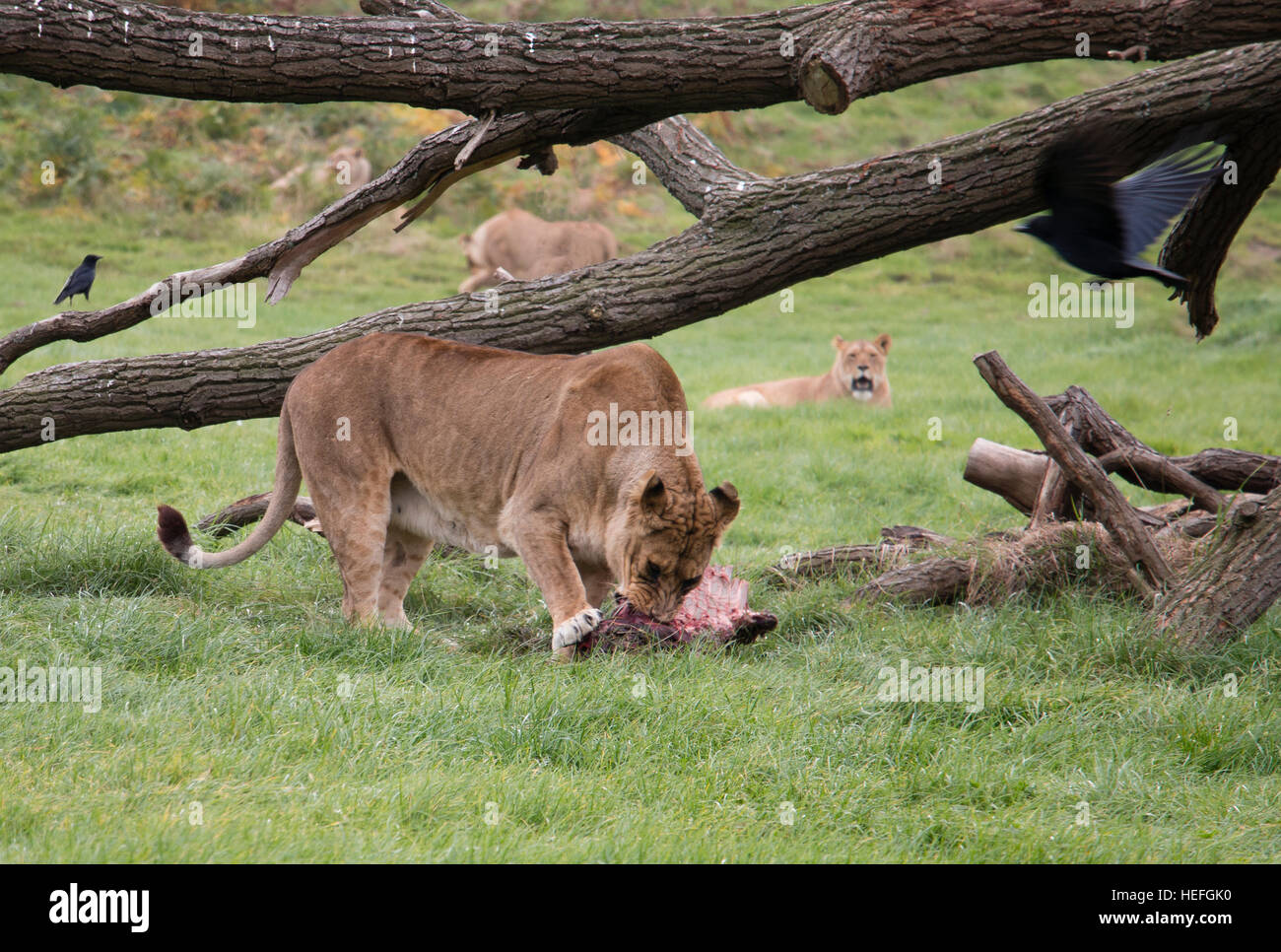 King killing lion hi-res stock photography and images - Alamy