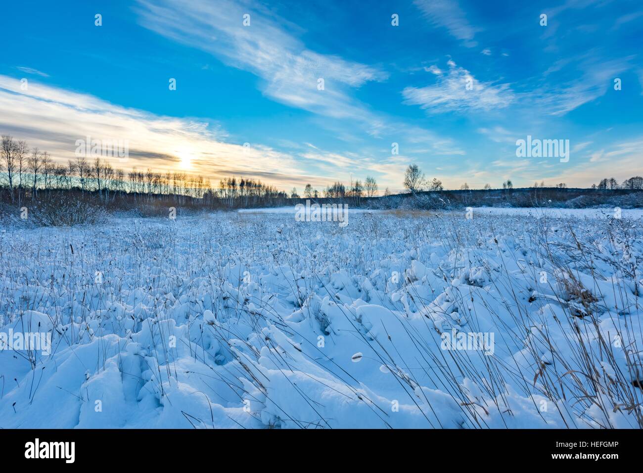 Beautiful winter field and trees landscape. Snow covered polish ...