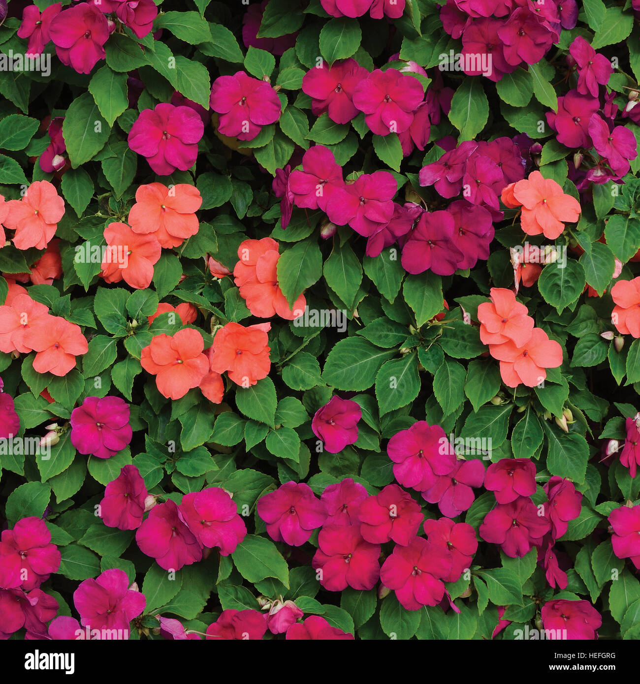 Impatiens walleriana hi-res stock photography and images - Alamy