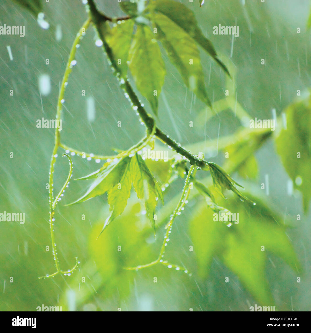 New Virginia Creeper, Early Summer Rainy Day Rainstorm Rain, Gentle ...