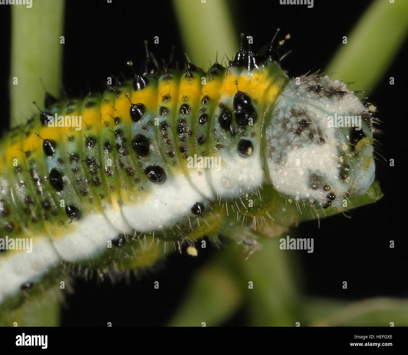 Orangetip hi-res stock photography and images - Alamy