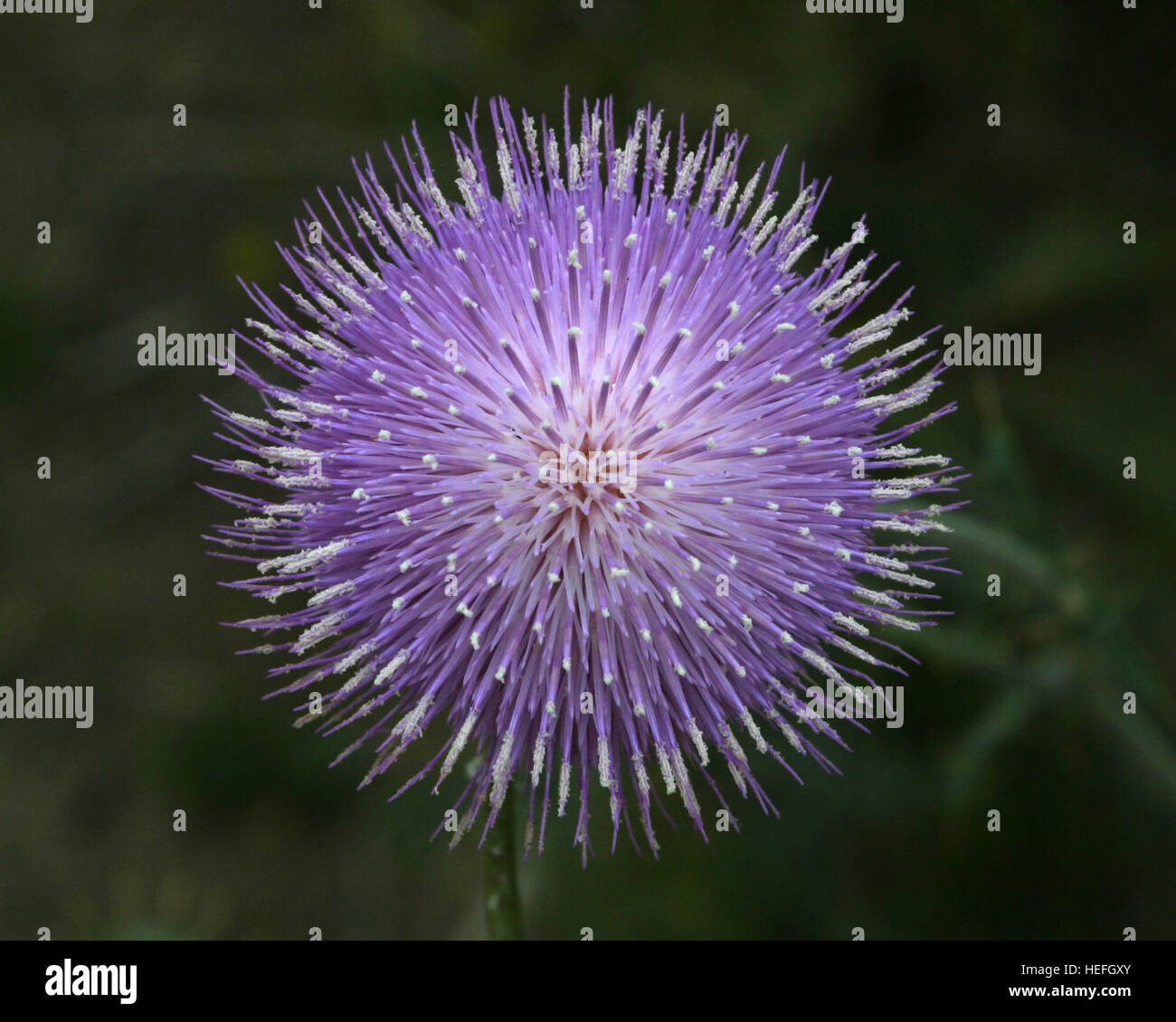 Desert thistle hi-res stock photography and images - Alamy