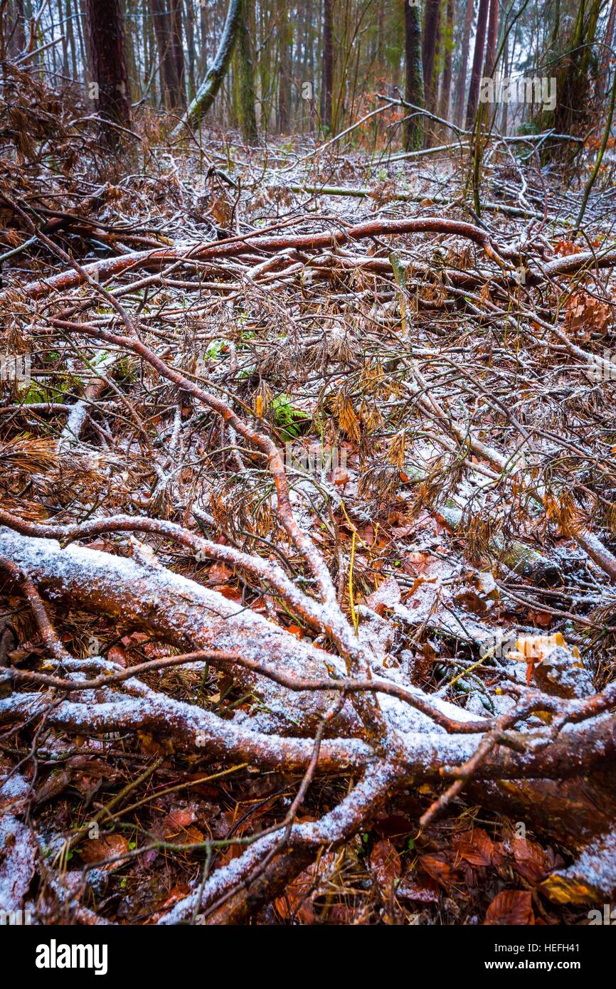Dull and depressive winter forest landscape. European forest at bad ...
