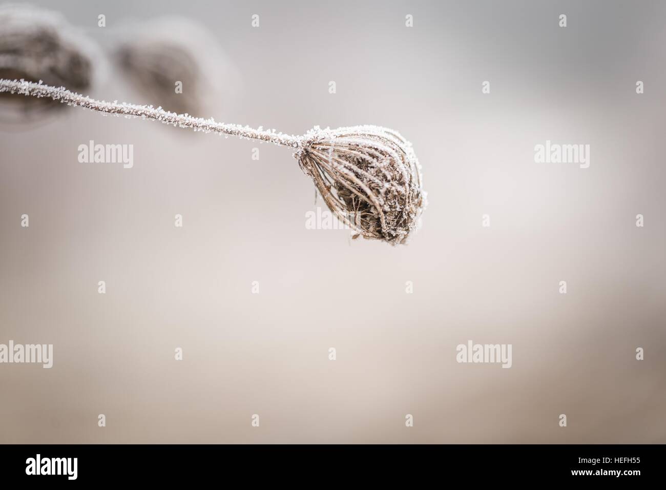 Macro of plant with rime. Natural plant part with rime in close up ...