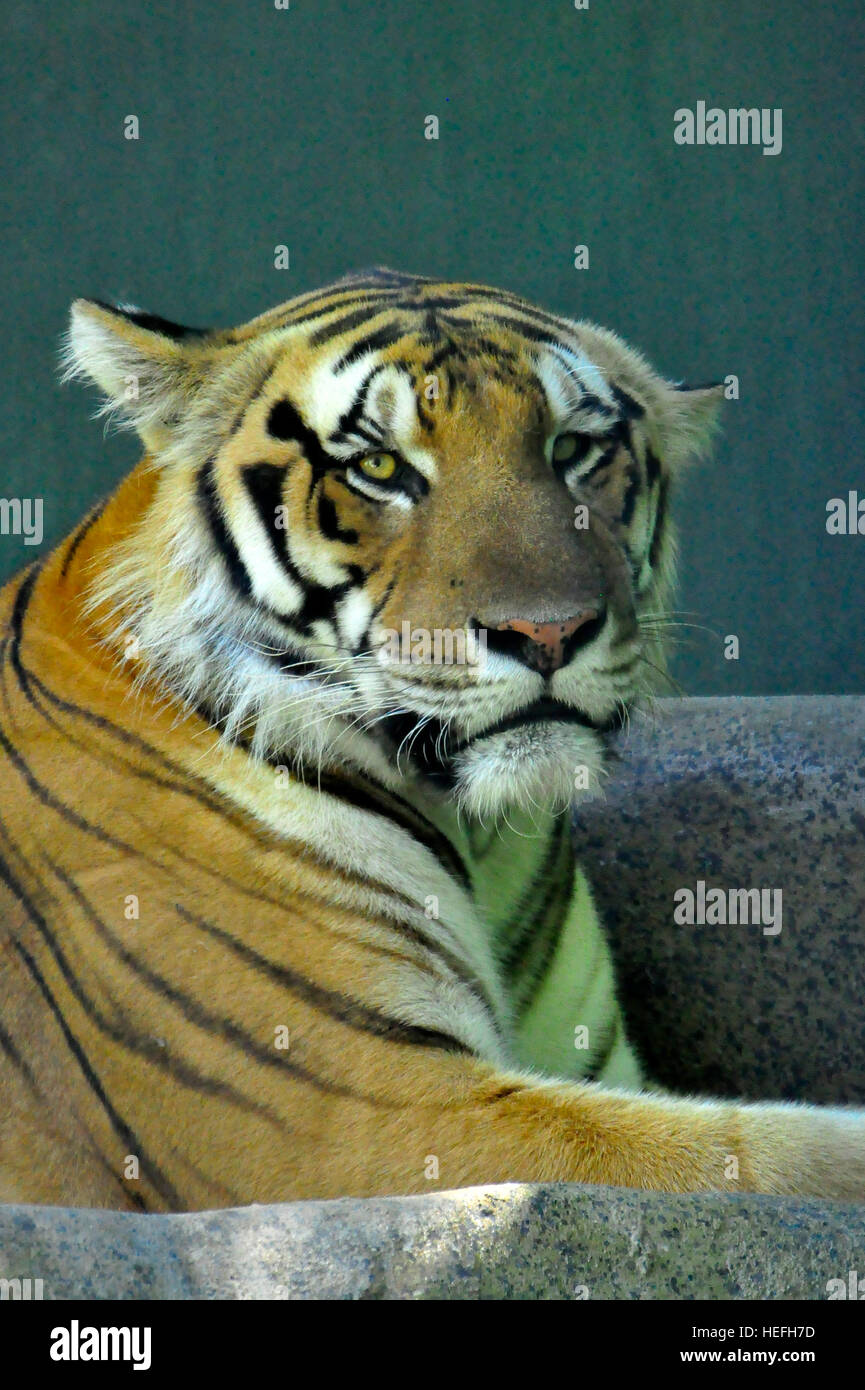 Siberian Tiger the world's biggest cat, natural of Russia and is one of ...