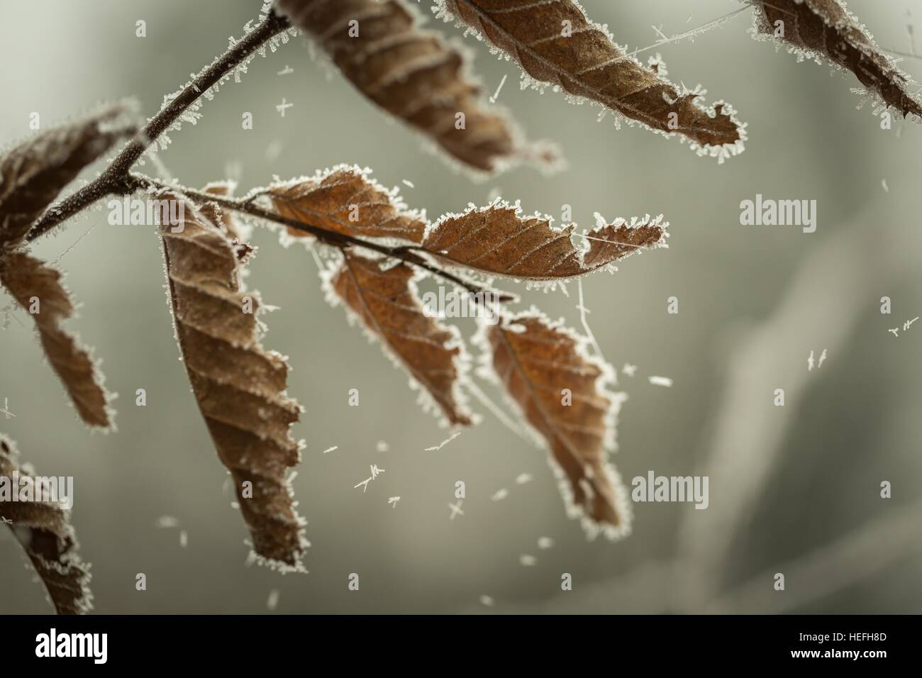 Beautiful frozen tree branch with dead leaves and ice crystals. Close ...