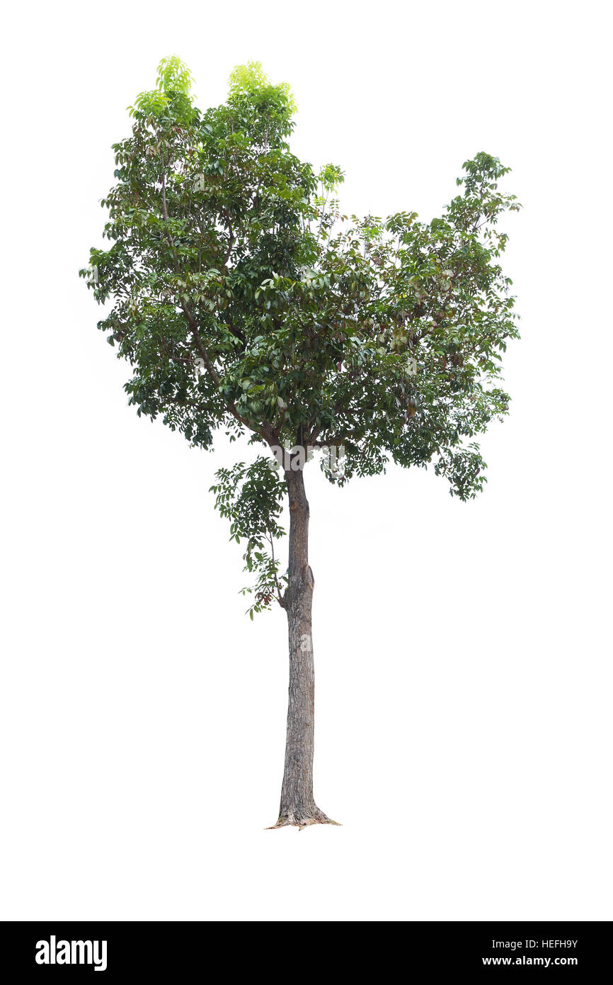 Closeup Big Tree isolated on white background Stock Photo - Alamy