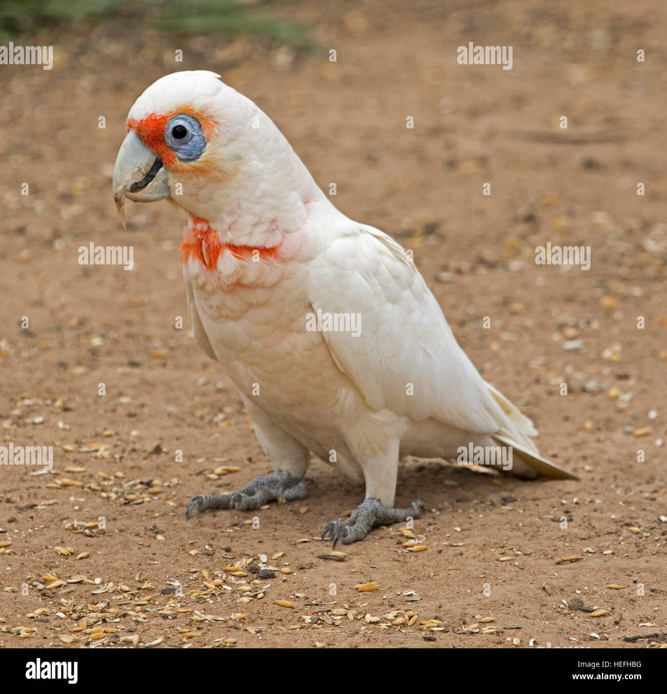 Long billed corella hi-res stock photography and images - Alamy