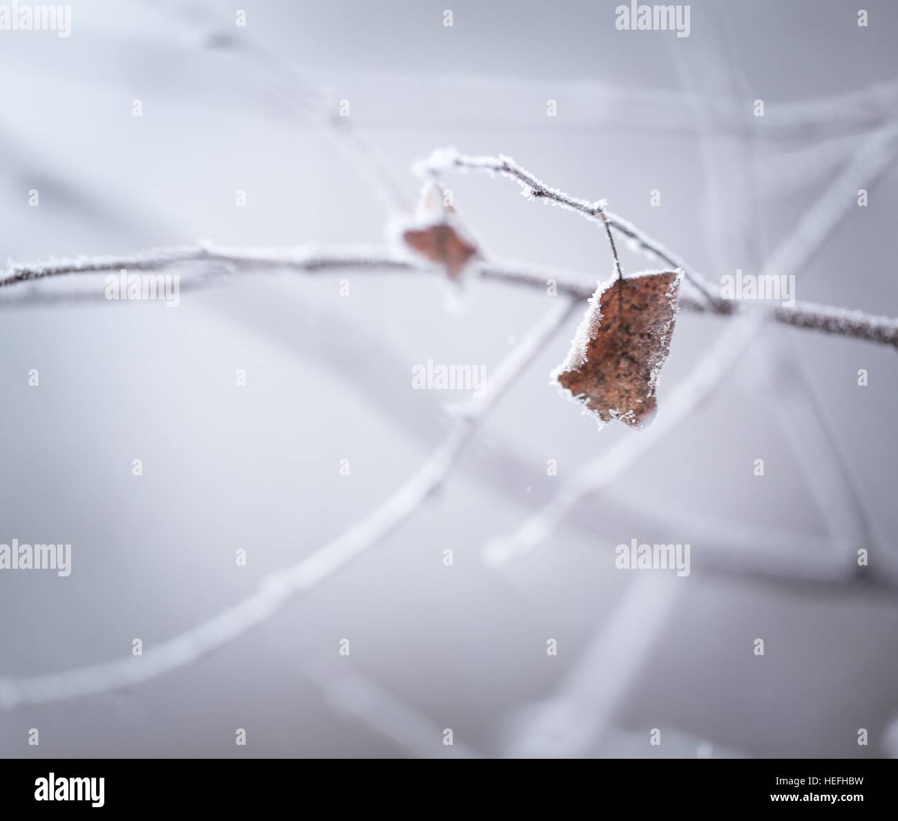 Beautiful frozen tree branch with dead leaves and ice crystals. Close ...
