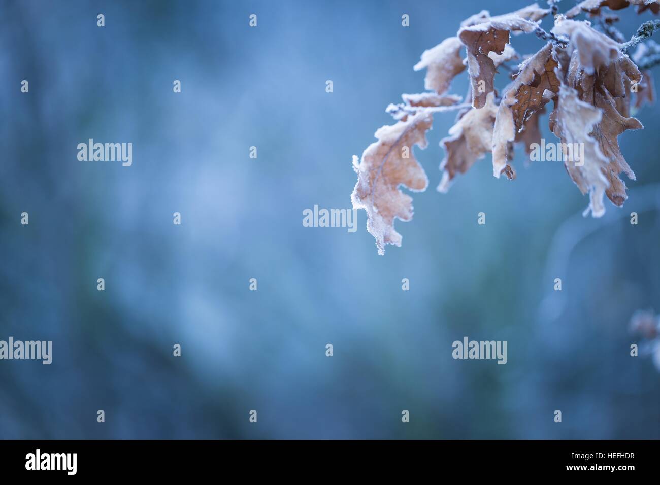 Beautiful frozen tree branch with dead leaves and ice crystals. Close ...
