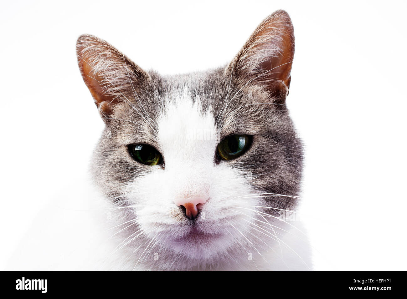 Kitten cat wallpaper background Stock Photo - Alamy