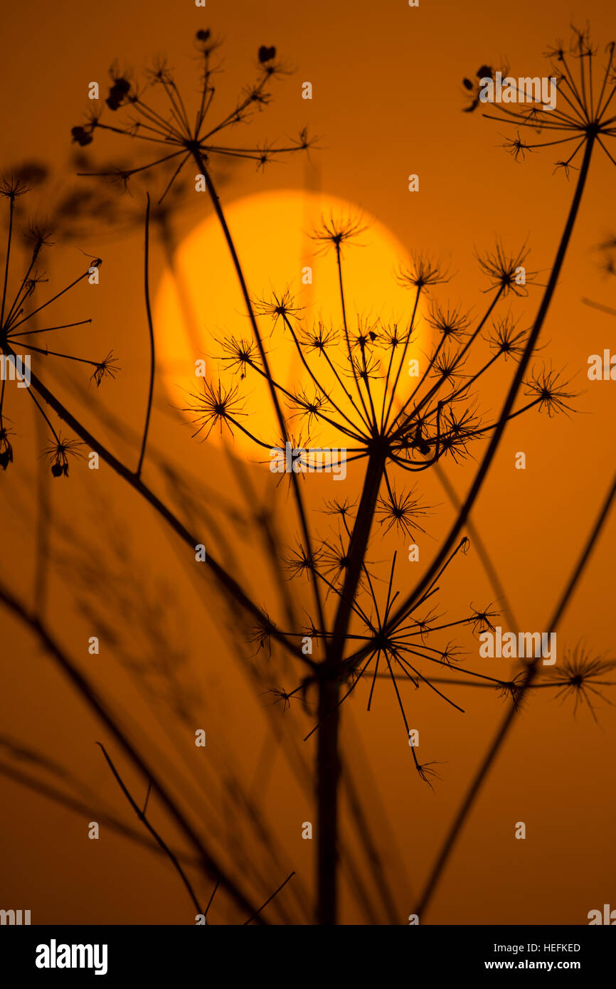 Torilis Japonica High Resolution Stock Photography and Images - Alamy