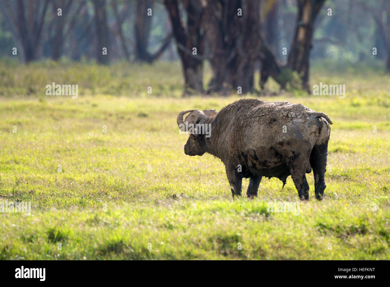 Back view of African buffalo in savannah Stock Photo - Alamy