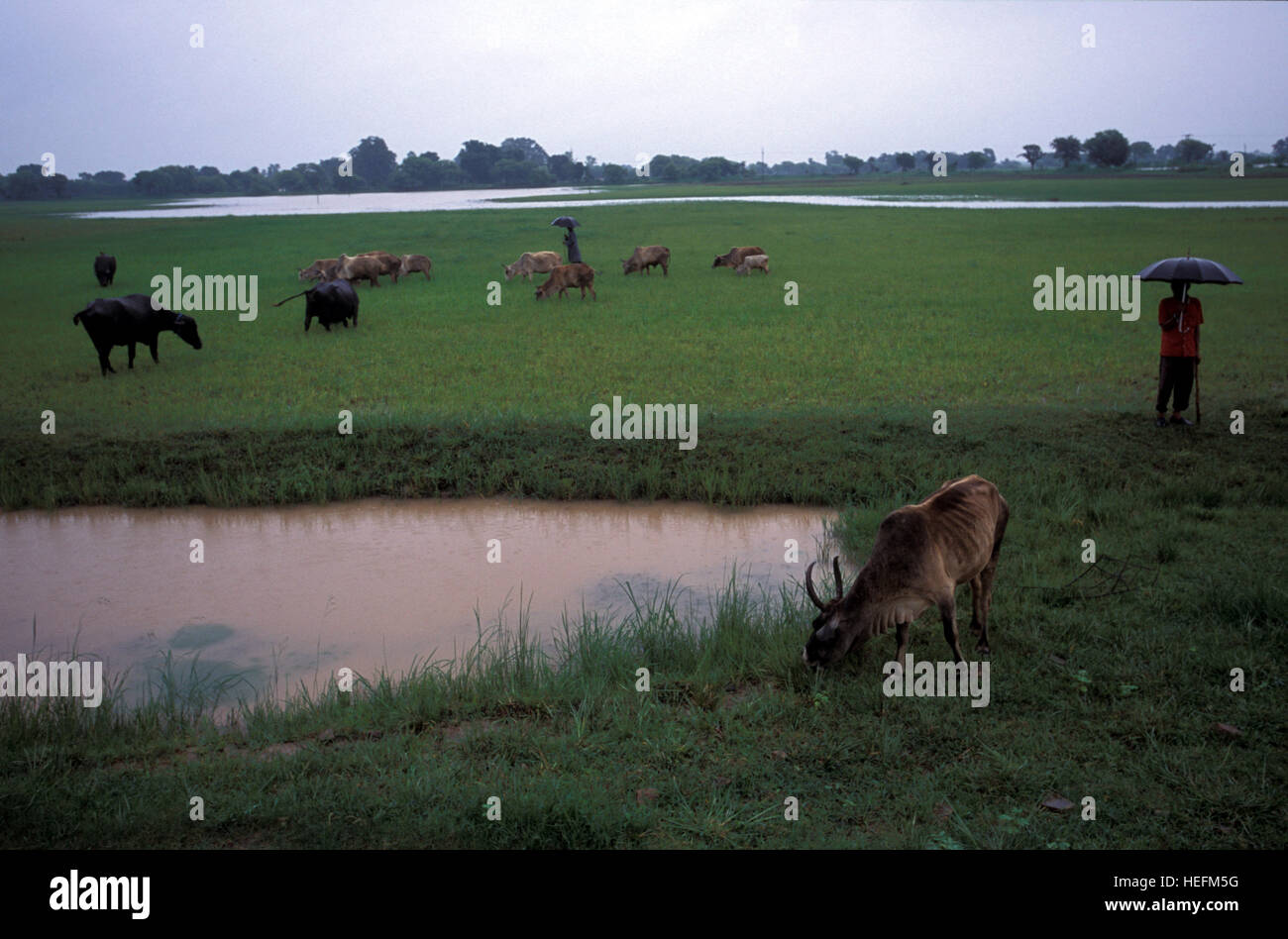 Family of Cattle breeder in a rainy day in pastures of Uttar Pradesh ...