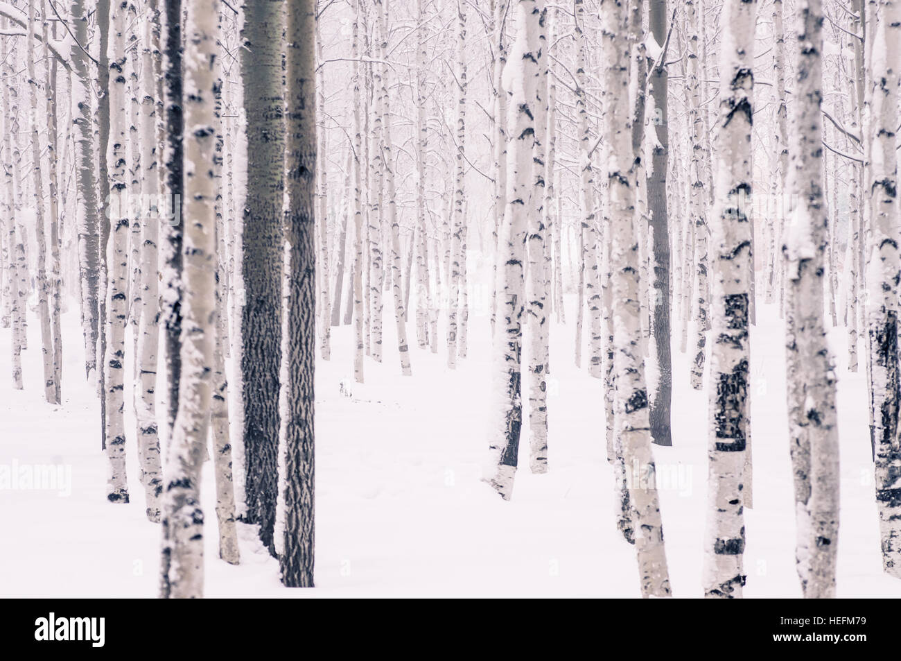 Aspen christmas hi-res stock photography and images - Alamy