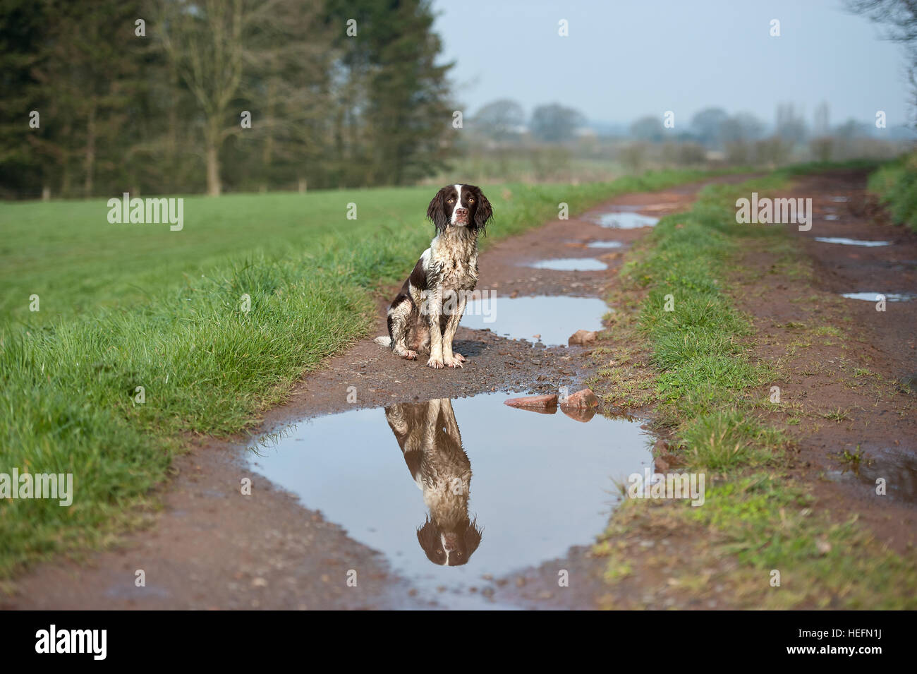 Springer spaniel muddy hi-res stock photography and images - Alamy