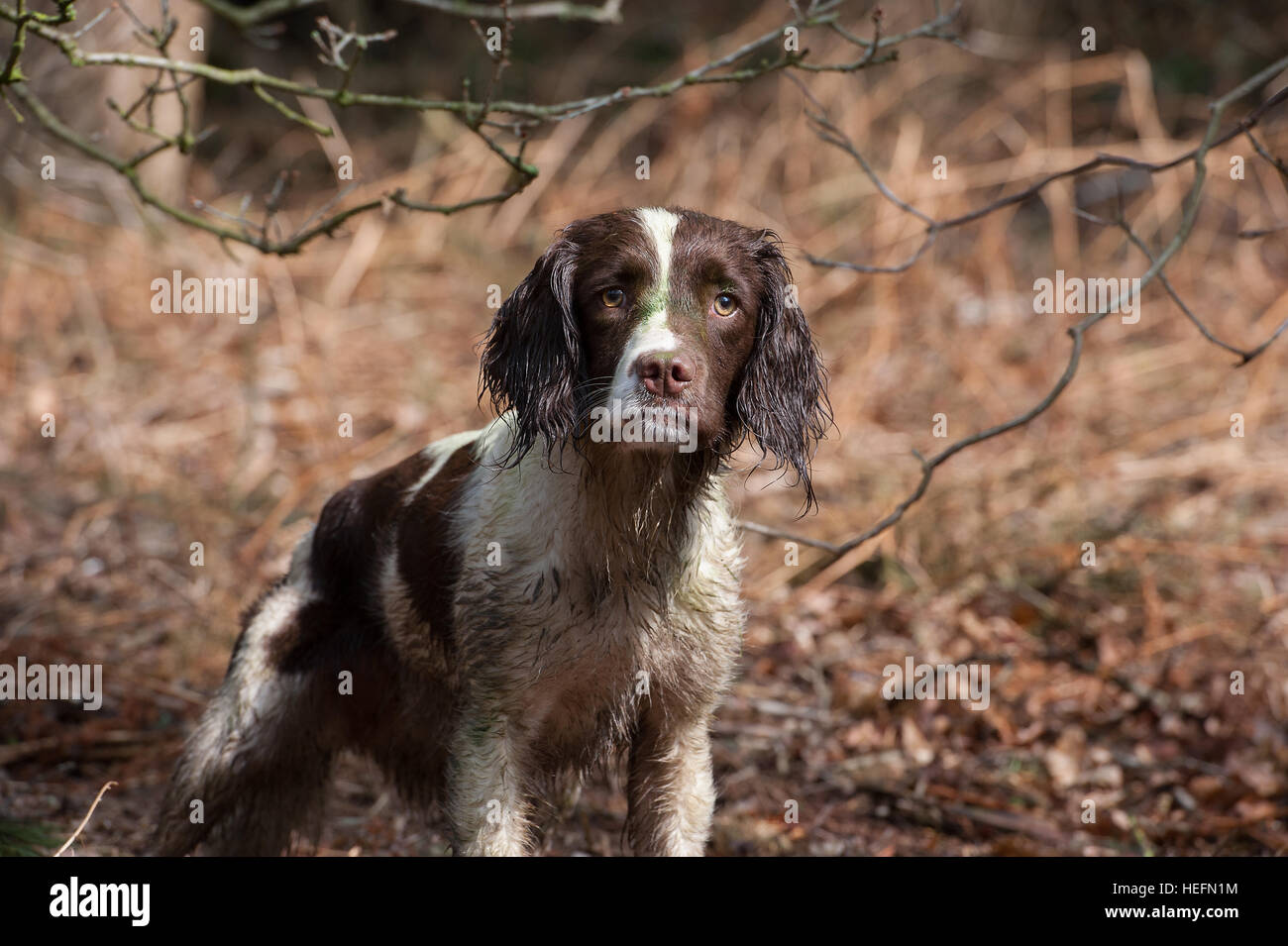 springer spaniel head and shoulder photograph Stock Photo - Alamy