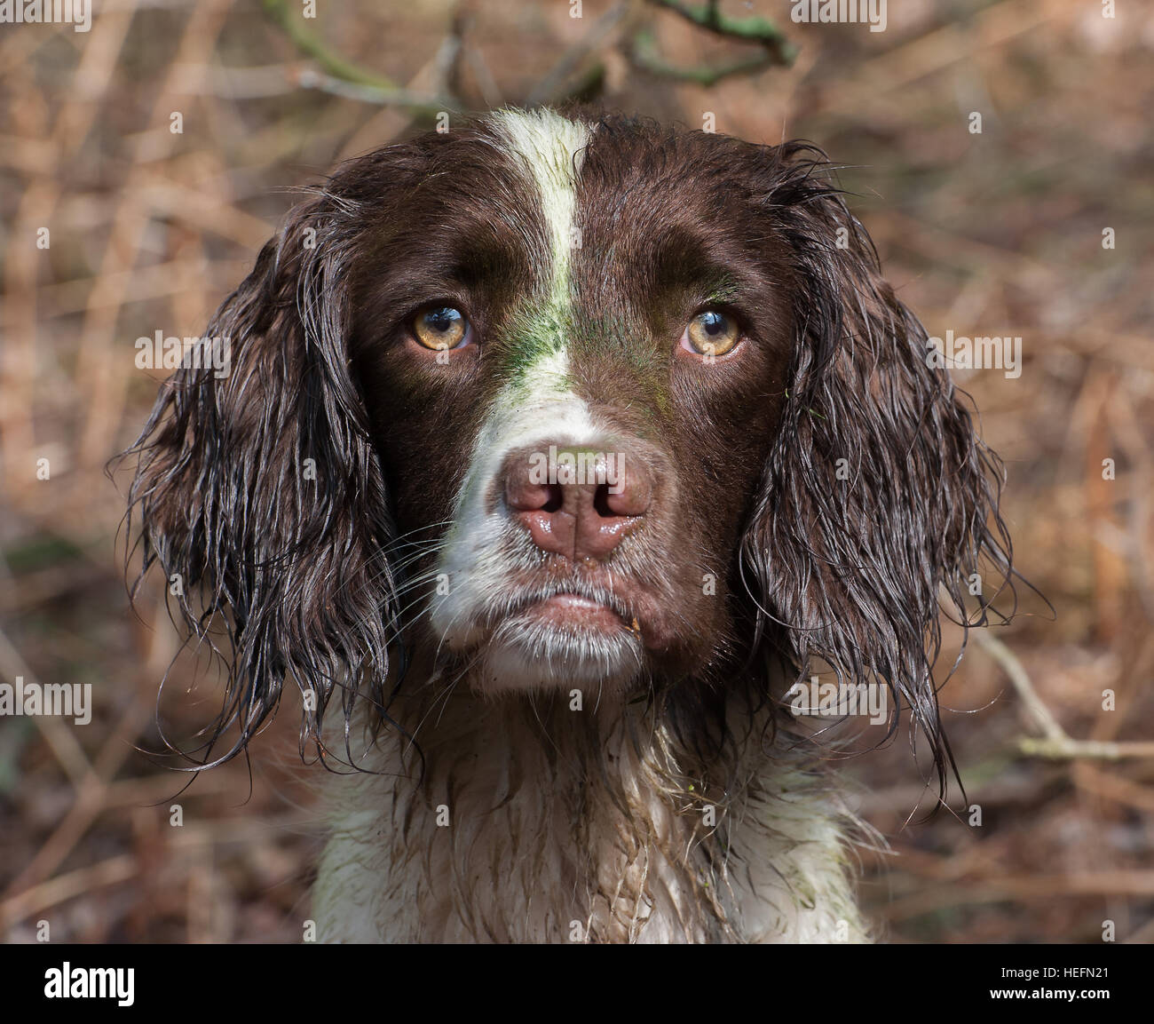 springer spaniel head and shoulder photograph Stock Photo - Alamy
