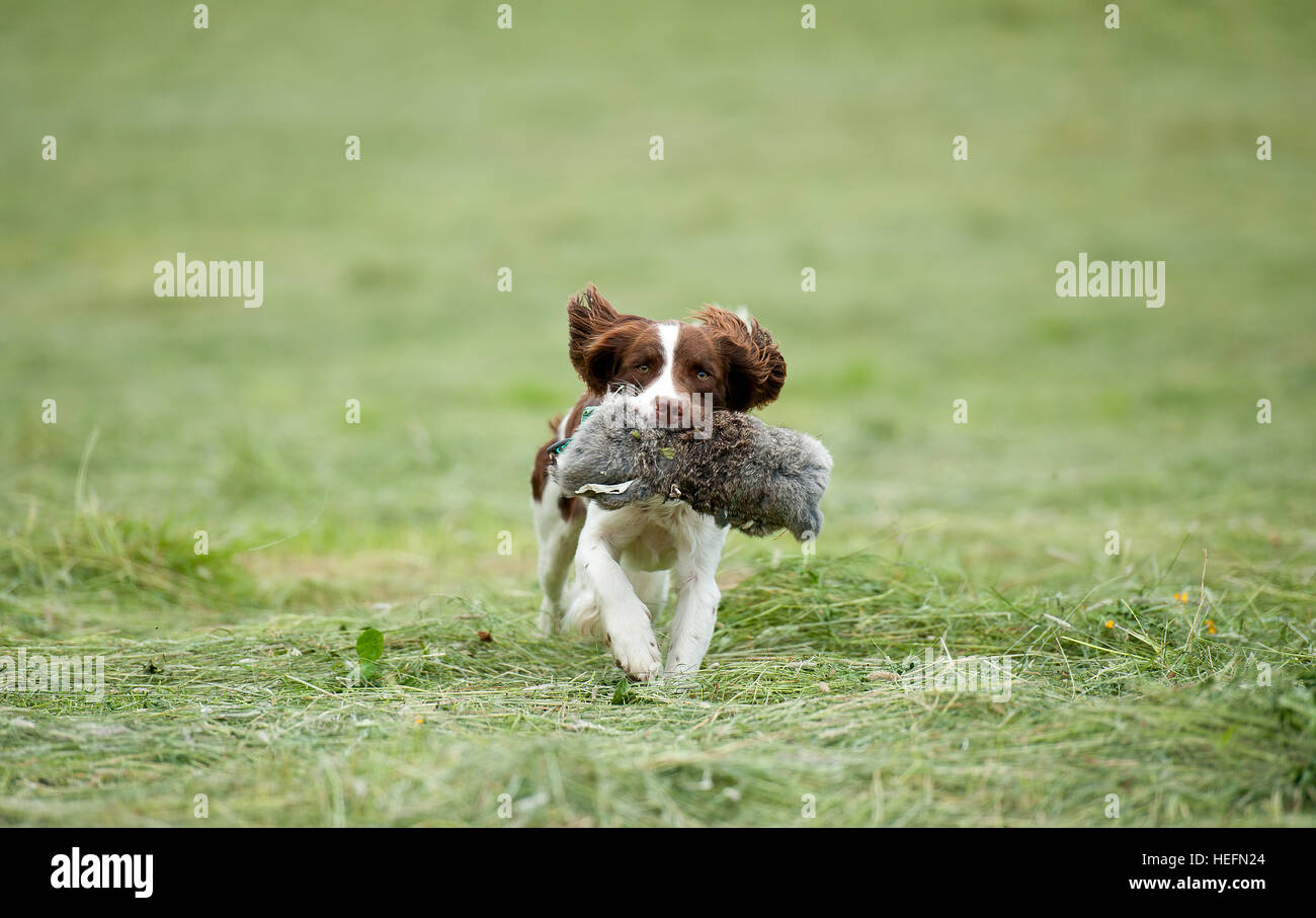 A springer spaniel carrying a dummy in its mouth Stock Photo - Alamy