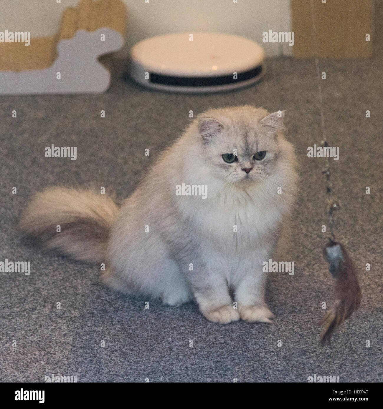 Scotland furry cat hi-res stock photography and images - Alamy