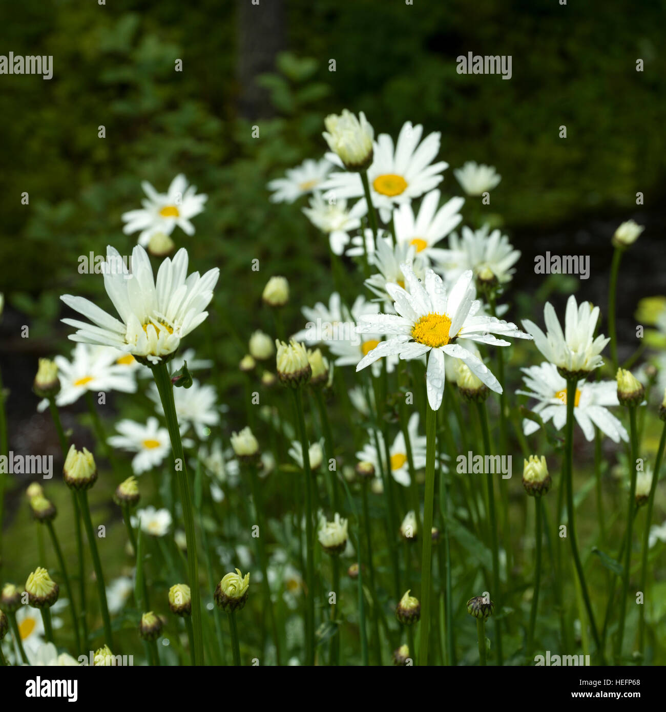 Blair Atholl, Perthshire, Scotland Stock Photo - Alamy