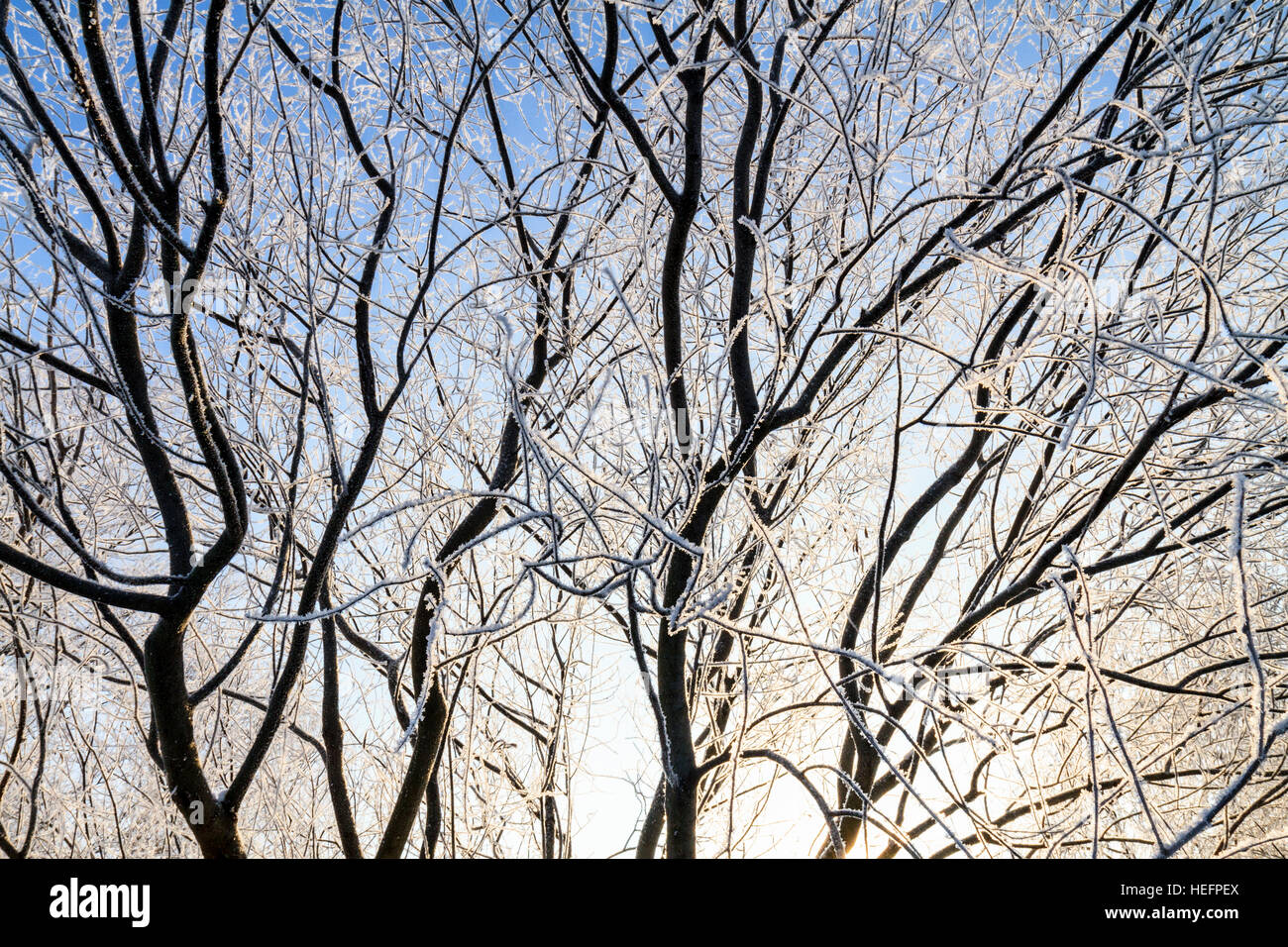 Branches covered with frost hi-res stock photography and images - Alamy