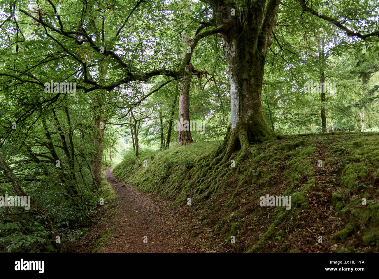 Loch Oich, Great Glen, Scottish Highlands, Scotland Stock Photo - Alamy