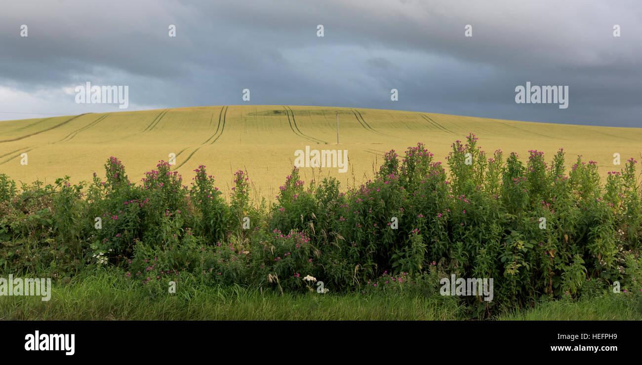 Kingdom of fife countryside hi-res stock photography and images - Alamy