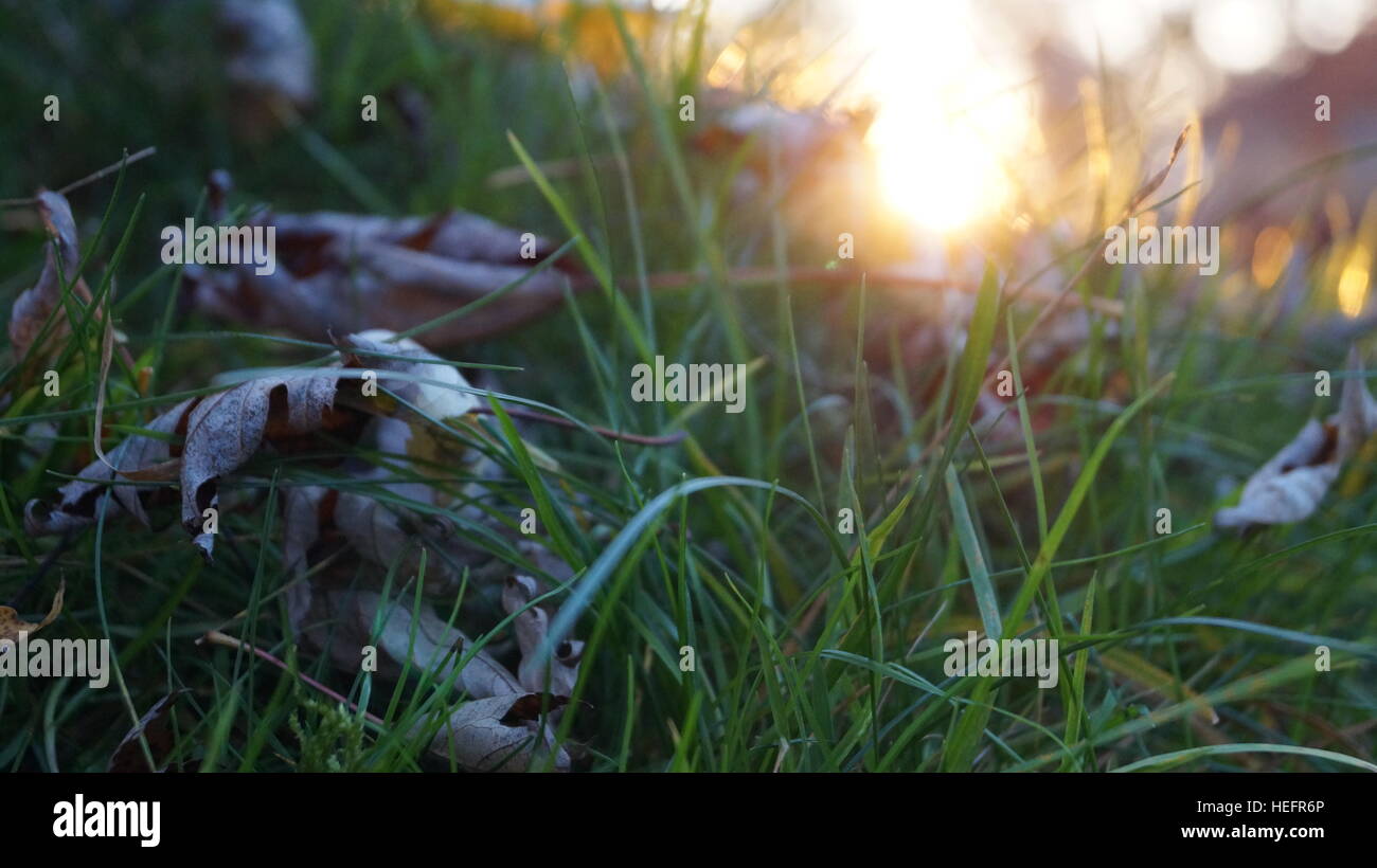 Rotting grass hi-res stock photography and images - Alamy