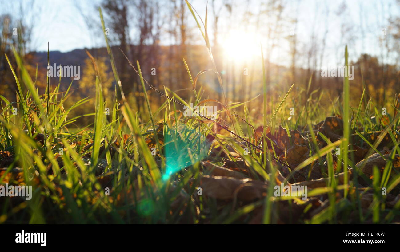 Watching grass grow hi-res stock photography and images - Alamy