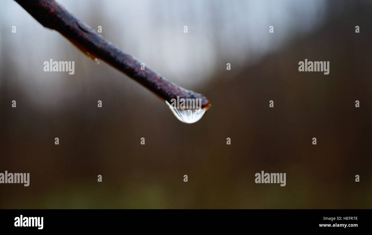 Raindrop hanging from a tree branch Stock Photo - Alamy