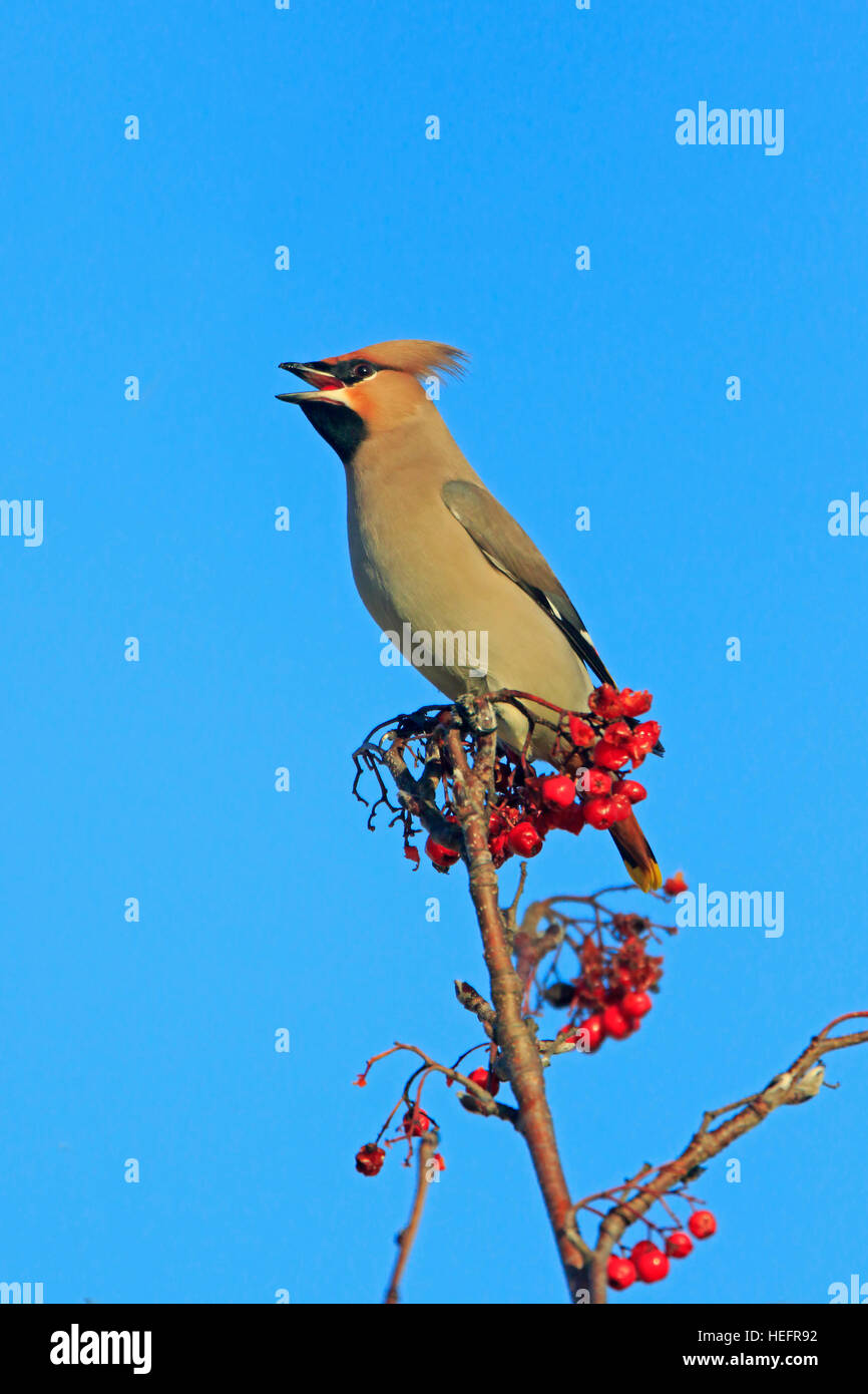 Waxwing on a berry tree hi-res stock photography and images - Alamy
