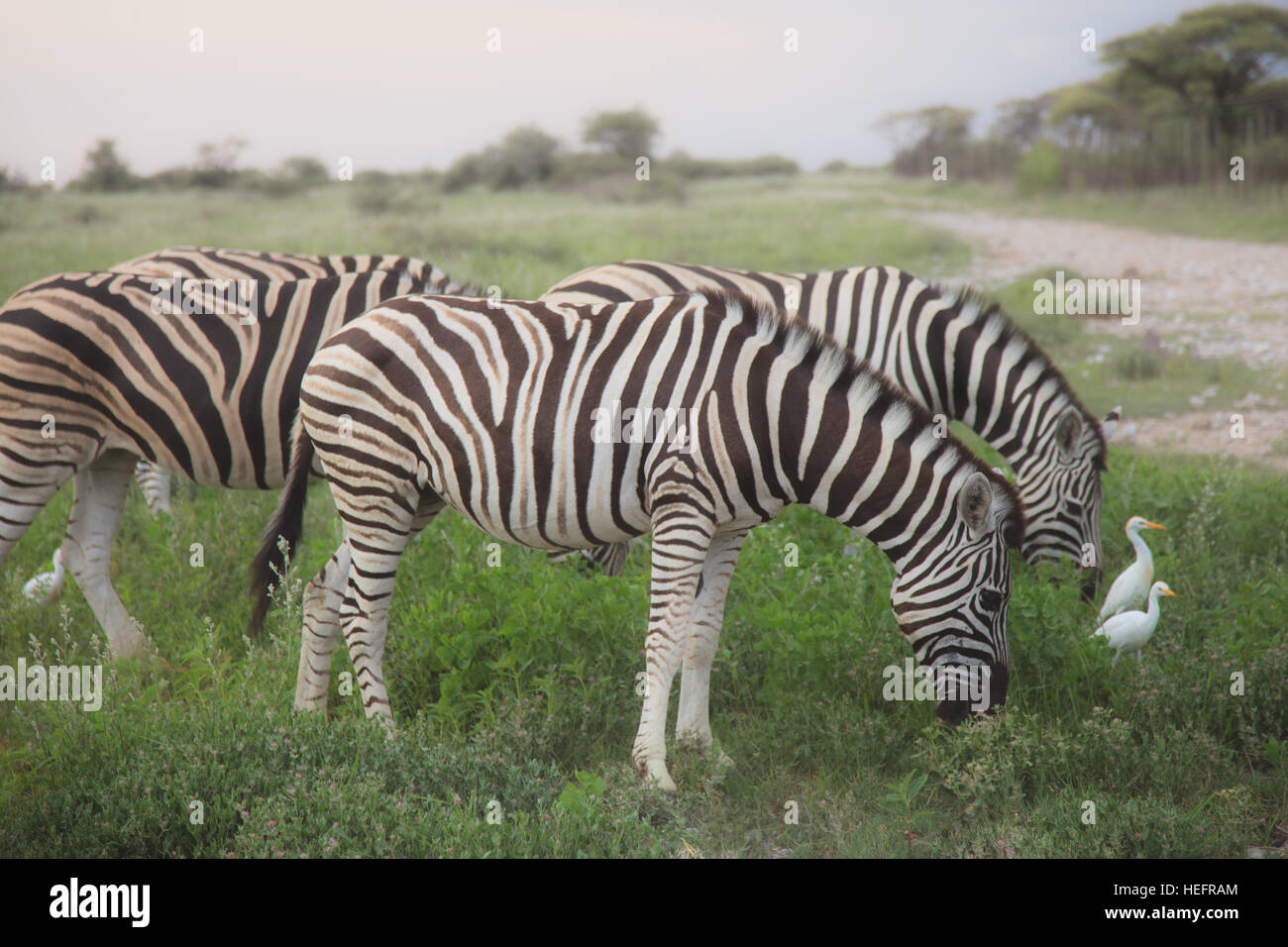a lot of zebras eating and grazing in the bushes of the park Etosha ...