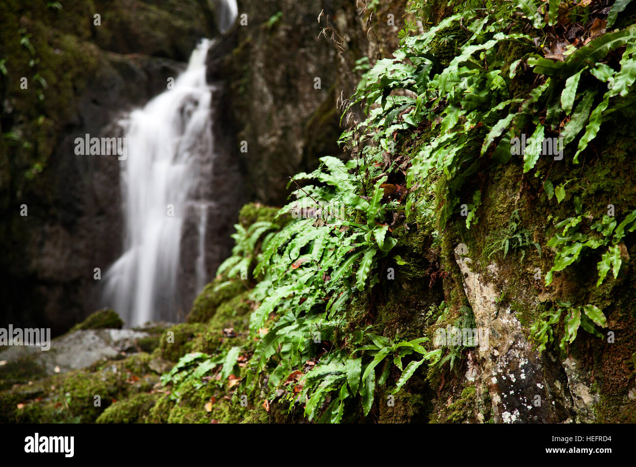Catrigg Force Waterfall at Stainforth, near Settle, Yorkshire Dales ...