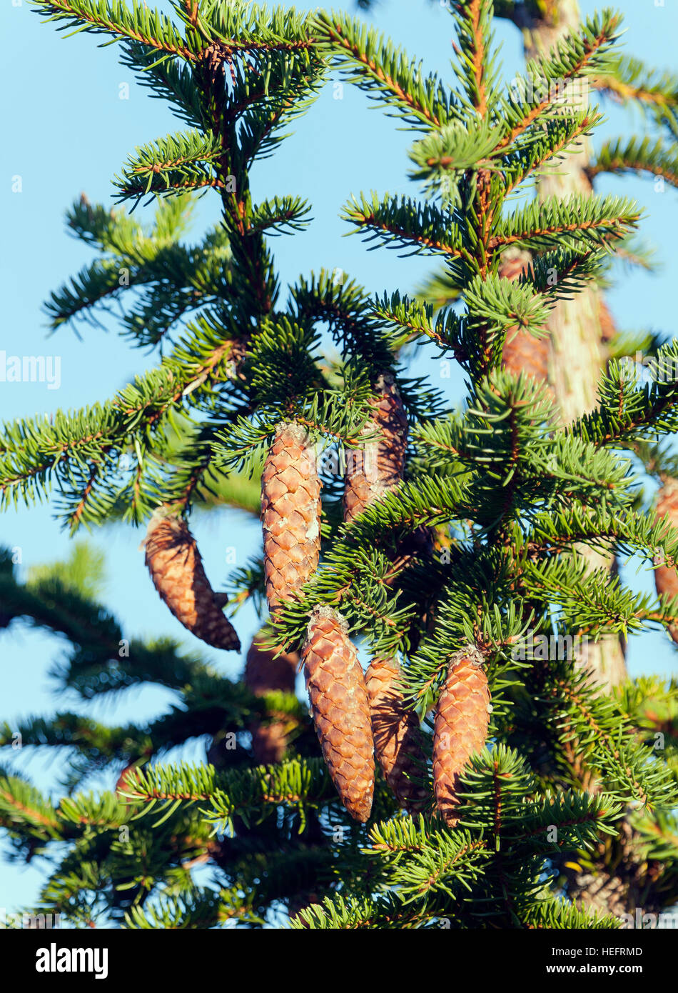 Foryngring hi-res stock photography and images - Alamy