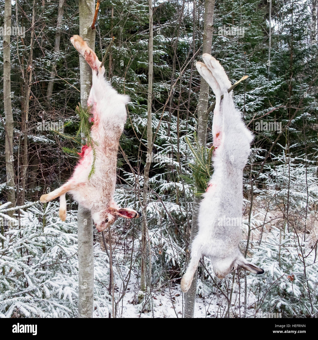 With prey hare hi-res stock photography and images - Alamy