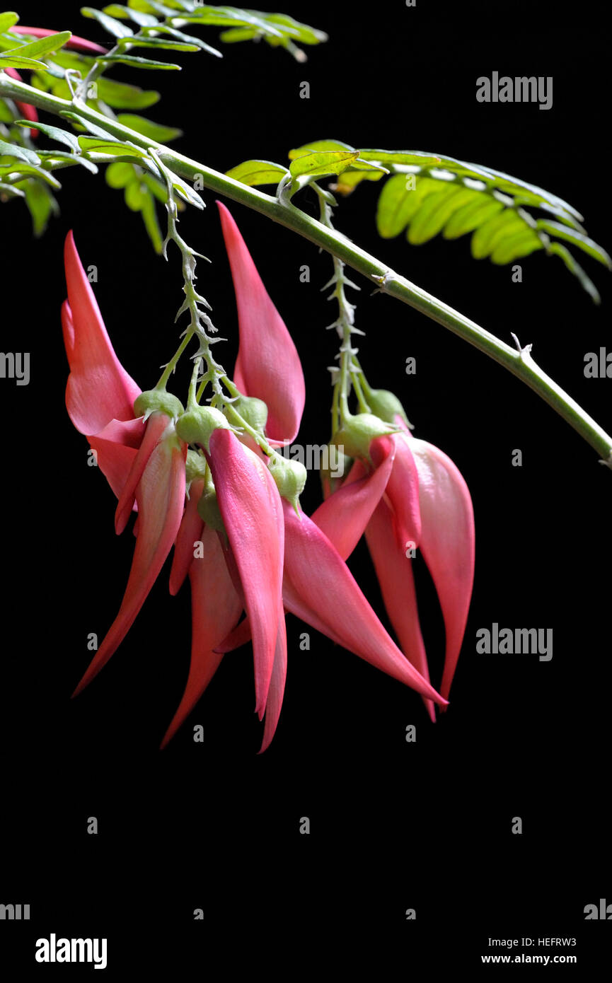 Clianthus puniceus red flowering form Stock Photo - Alamy