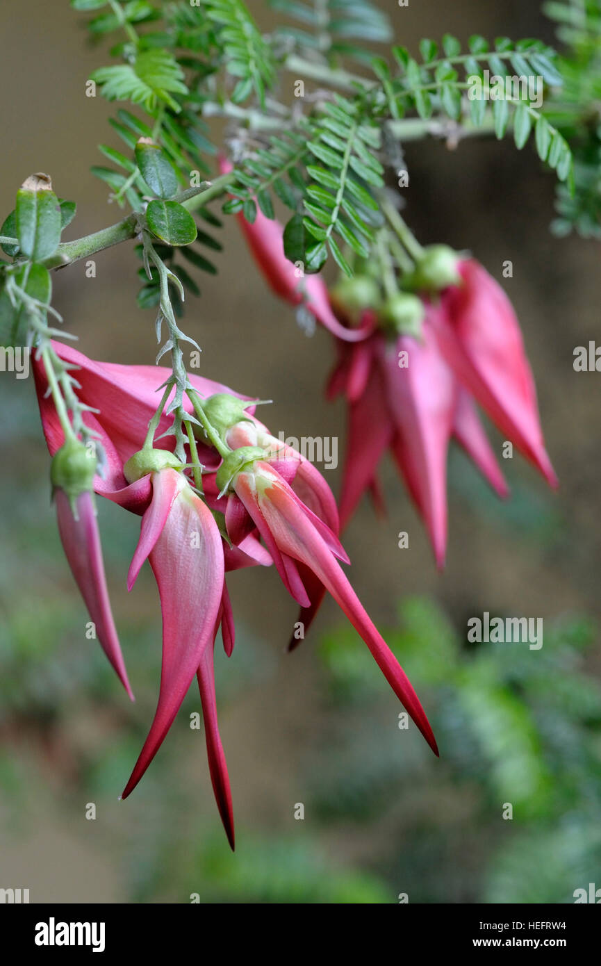 Clianthus puniceus red flowering form Stock Photo - Alamy