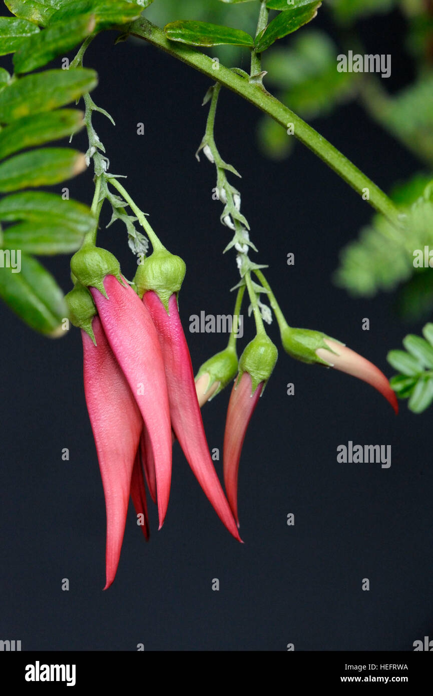 Clianthus puniceus lobster claw hi-res stock photography and images - Alamy