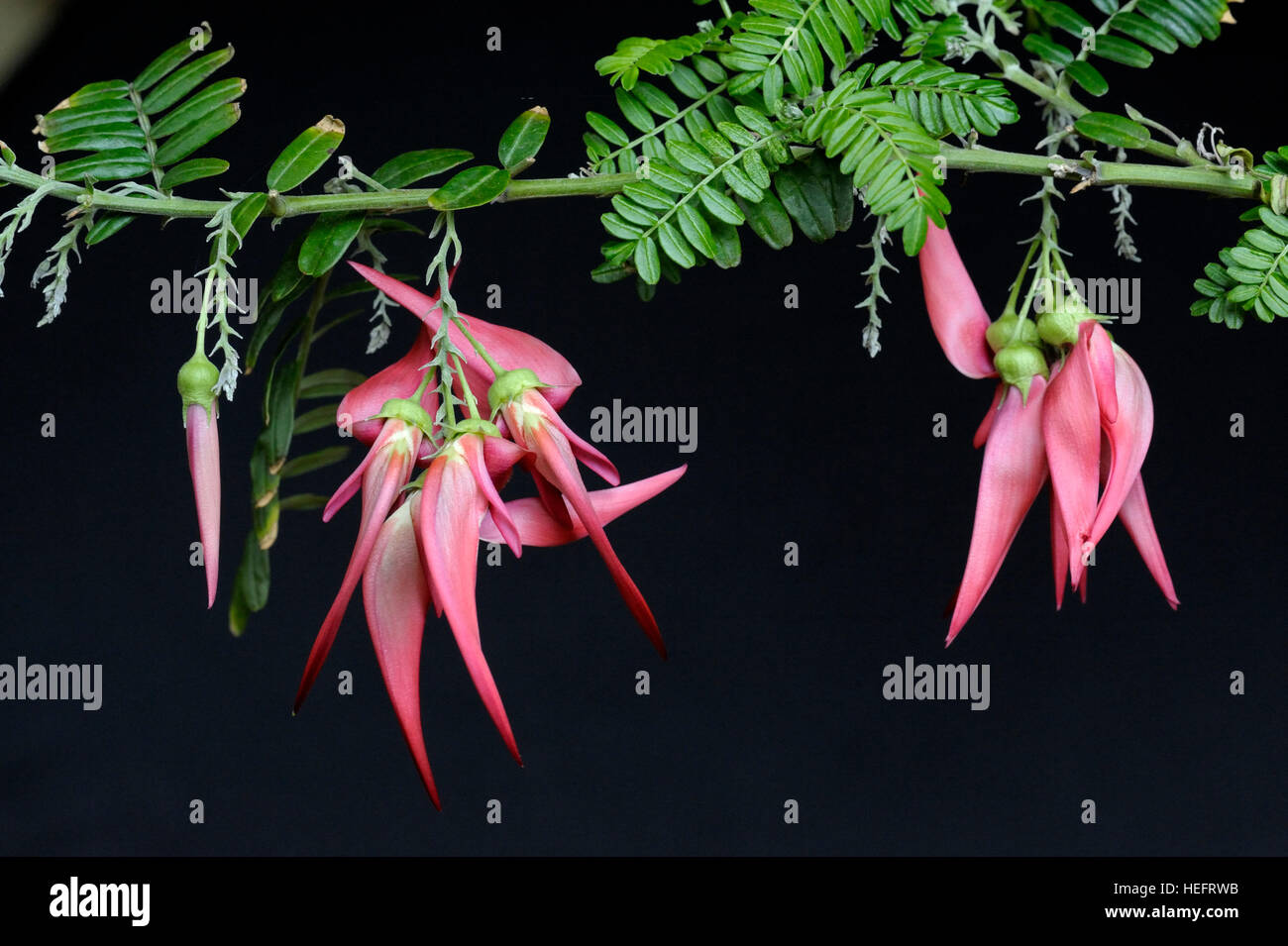 Clianthus puniceus red flowering form Stock Photo - Alamy