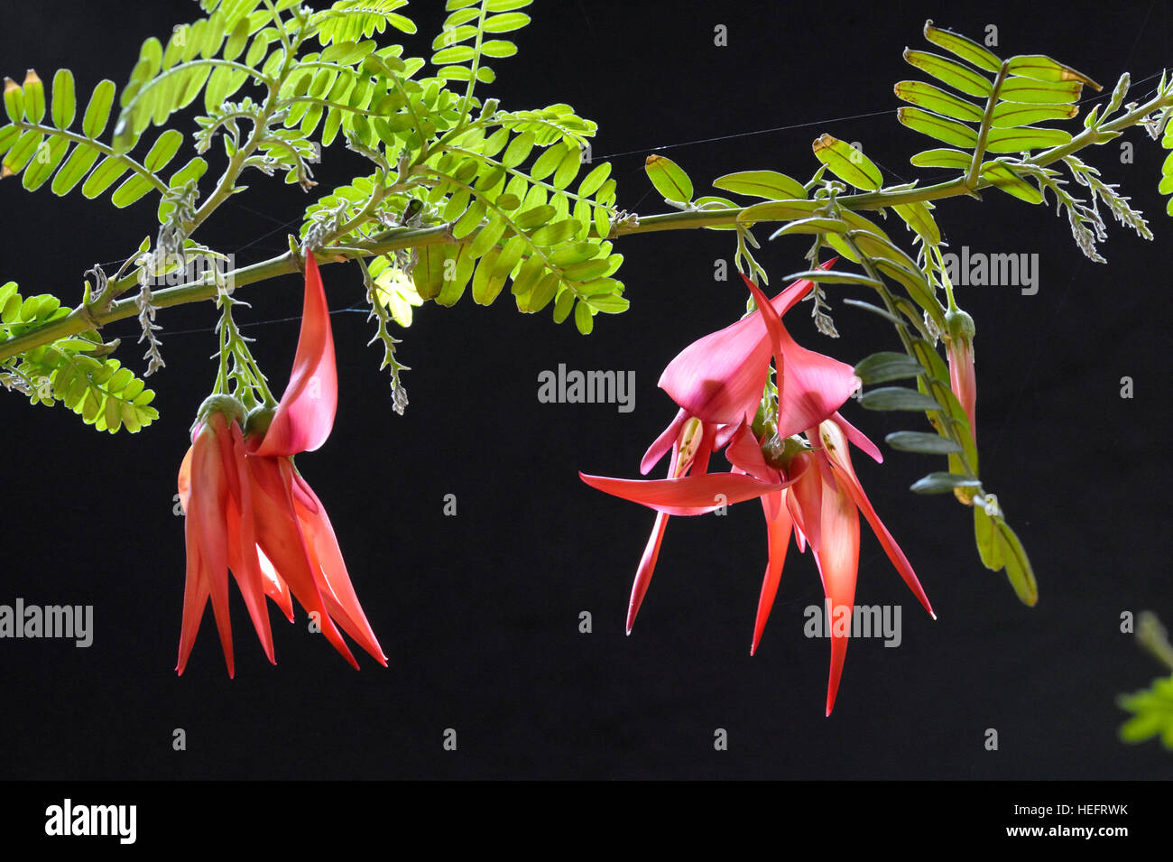Clianthus puniceus red flowering form Stock Photo - Alamy