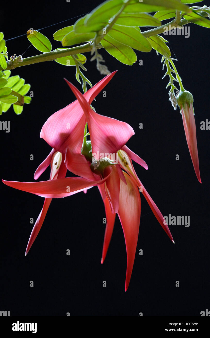 Clianthus puniceus red flowering form Stock Photo - Alamy