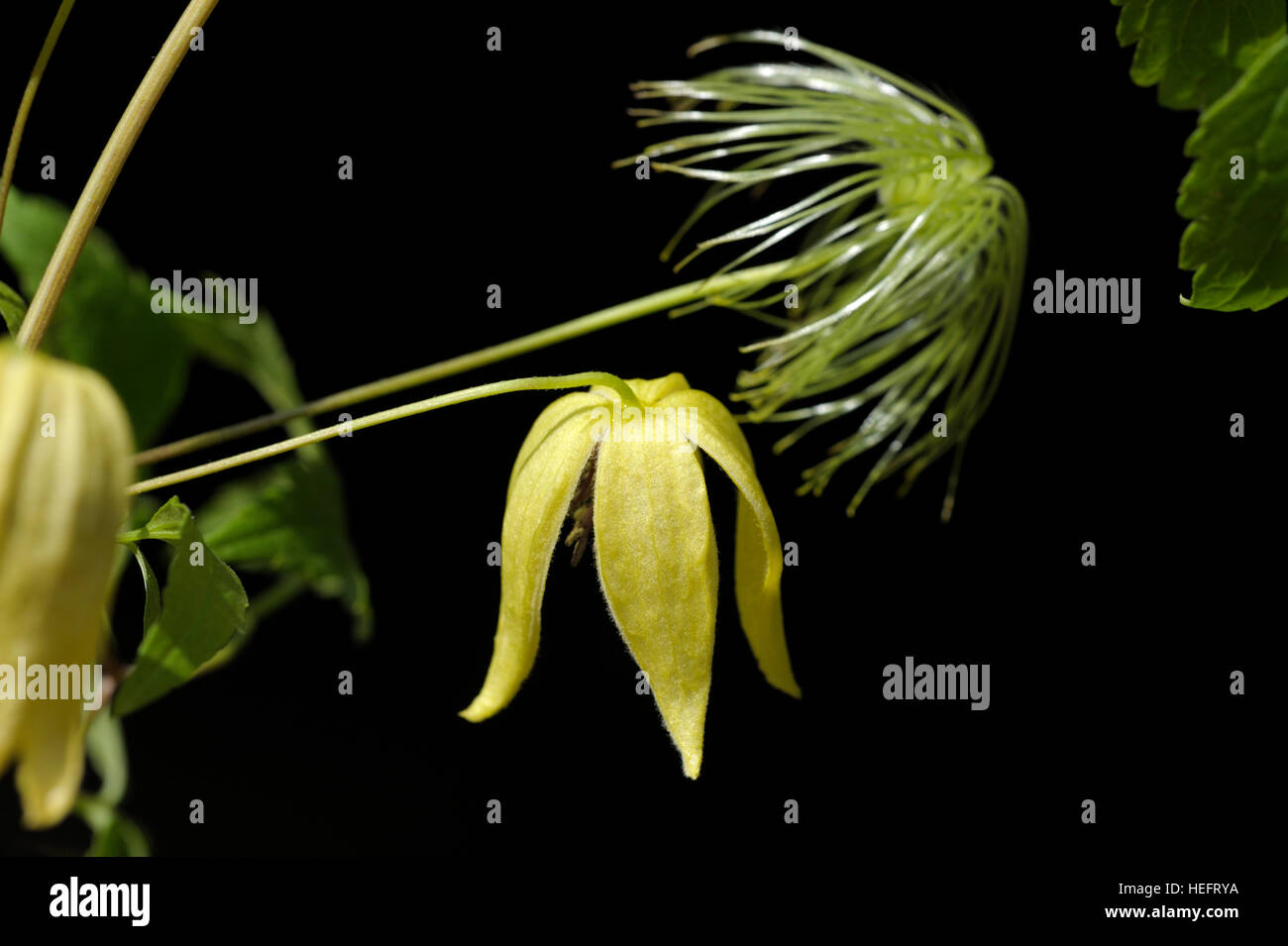 Clematis orientalis in flower Stock Photo - Alamy