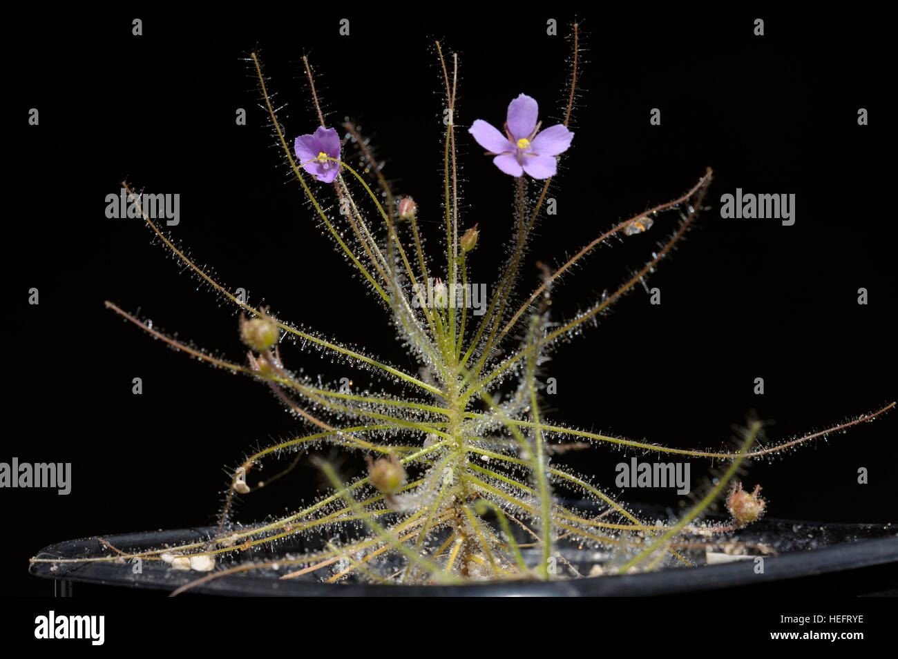 Byblis hi-res stock photography and images - Alamy