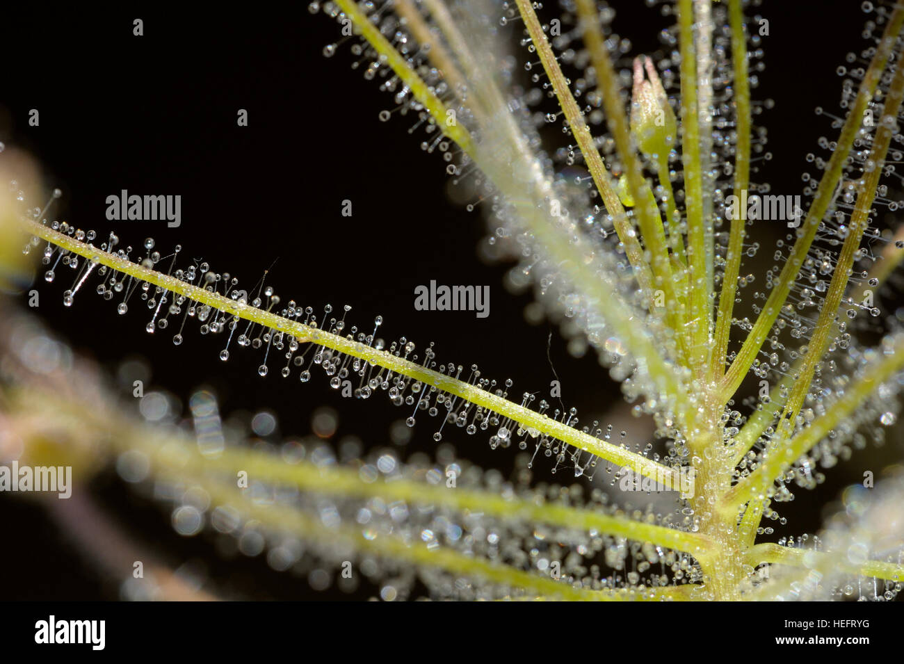 Byblis hi-res stock photography and images - Alamy