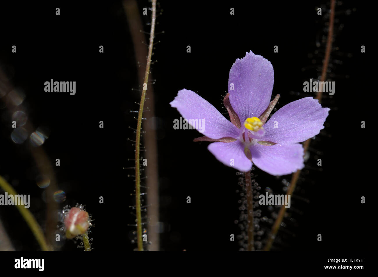 Byblidaceae hi-res stock photography and images - Alamy