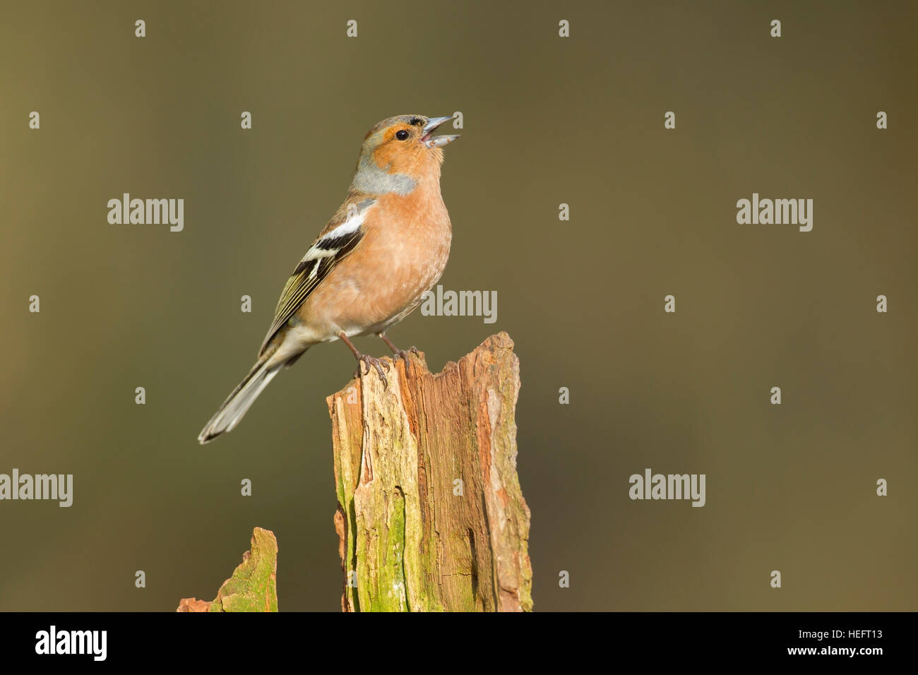 Lone chaffinch hi-res stock photography and images - Alamy